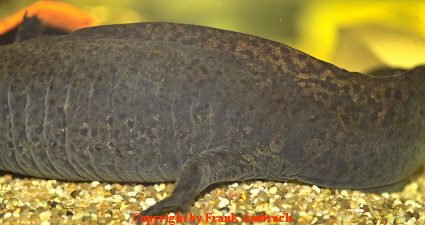 Geschlechter beim Axolotl : Axolotl-online.de