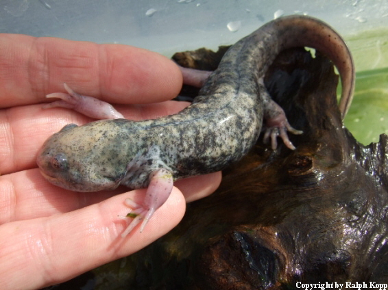 Neotenie beim Axolotl - Axolotl-online.de