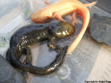 Neotenie beim Axolotl - Axolotl-online.de