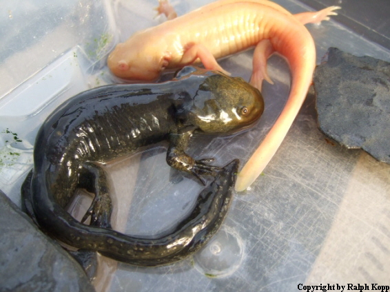 Neotenie beim Axolotl - Axolotl-online.de