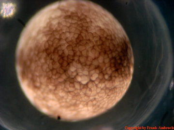 Embryonalentwicklung Axolotl - Axolotl-online.de