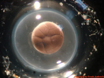 Embryonalentwicklung Axolotl - Axolotl-online.de